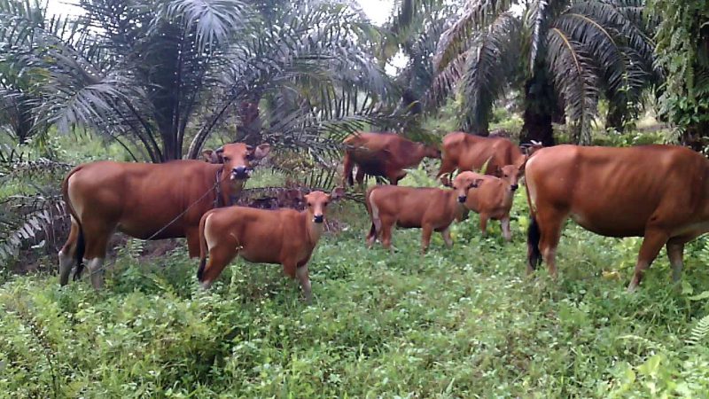 Punya Nilai Ekonomis, Kementan Dorong Pelestarian Sapi Bali