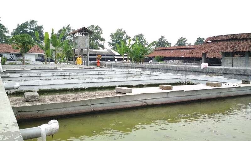 Republik Lele dari Kediri Jadi Contoh Budi Daya Berkelanjutan